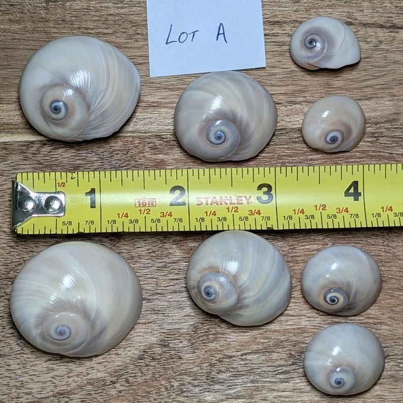 Shark's Eye, Moon Snail Shells. - Etsy