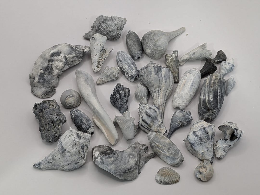 Large Collection of Blue Fossilized Seashells From SW Florida. - Etsy