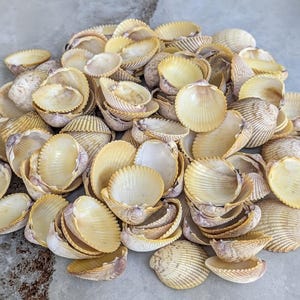 Yellow Prickly Cockle Shells From Florida. 30 Shells. - Etsy