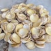 Yellow Prickly Cockle Shells From Florida. 30 Shells. - Etsy