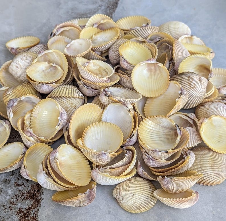 Yellow Prickly Cockle Shells From Florida. 30 Shells. - Etsy
