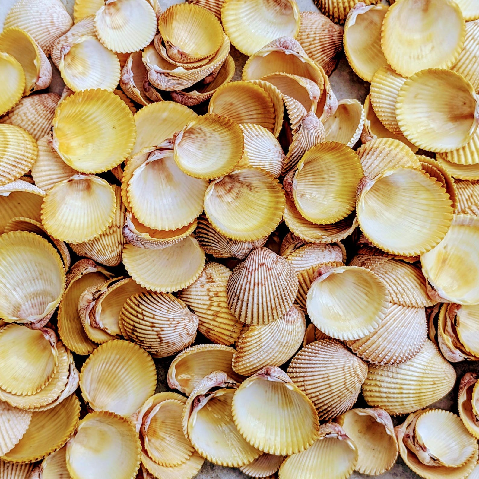 Yellow Prickly Cockle Shells From Florida. 30 Shells. - Etsy