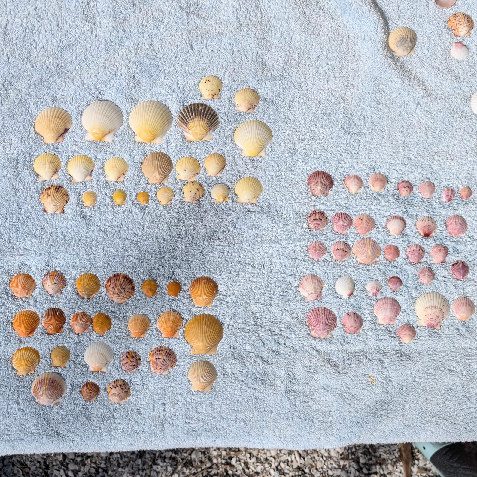 Orange Scallop Shells From the Beaches of Southwest Florida. - Etsy