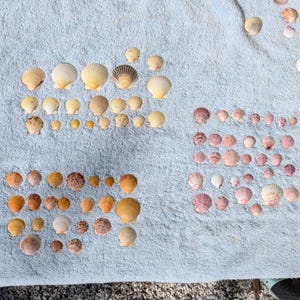 Orange Scallop Shells From the Beaches of Southwest Florida. - Etsy