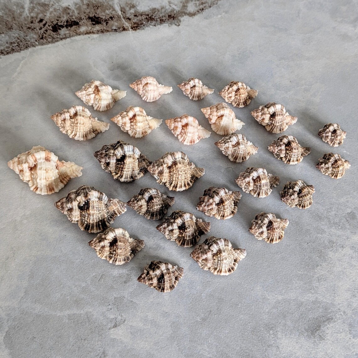 Apple Murex Sea Shells From SW Florida. - Etsy