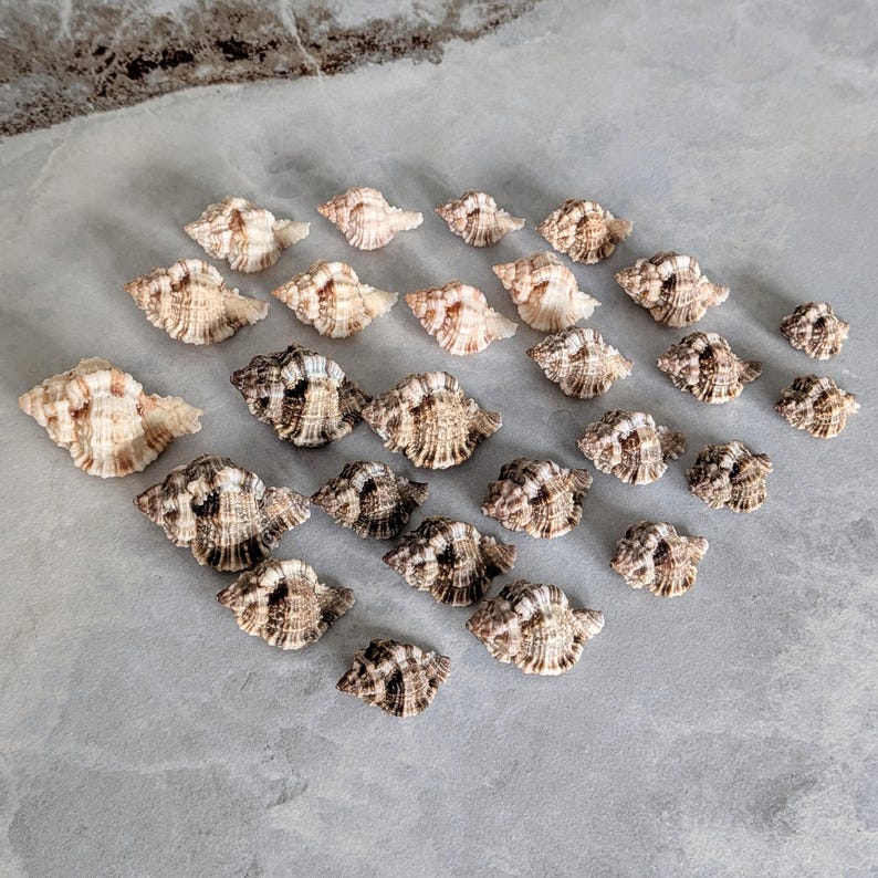 Apple Murex Sea Shells From SW Florida. - Etsy