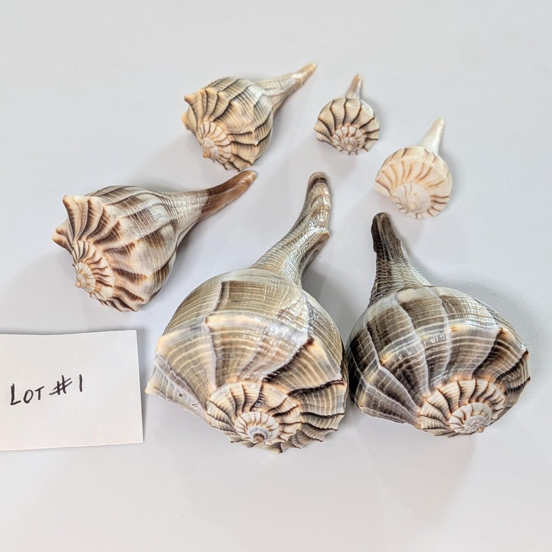 Lightning Welk Shells. 6 Shells. - Etsy
