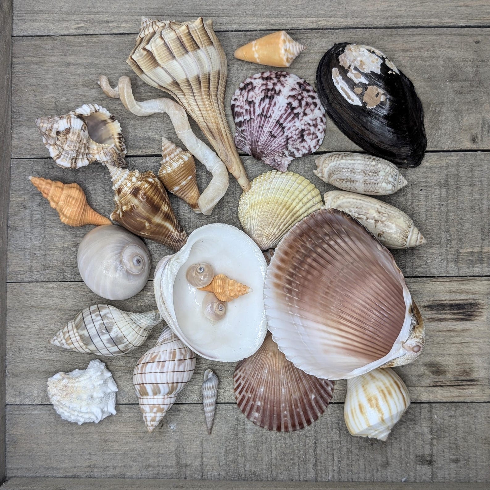 Florida Seashells Variety Pack - Etsy