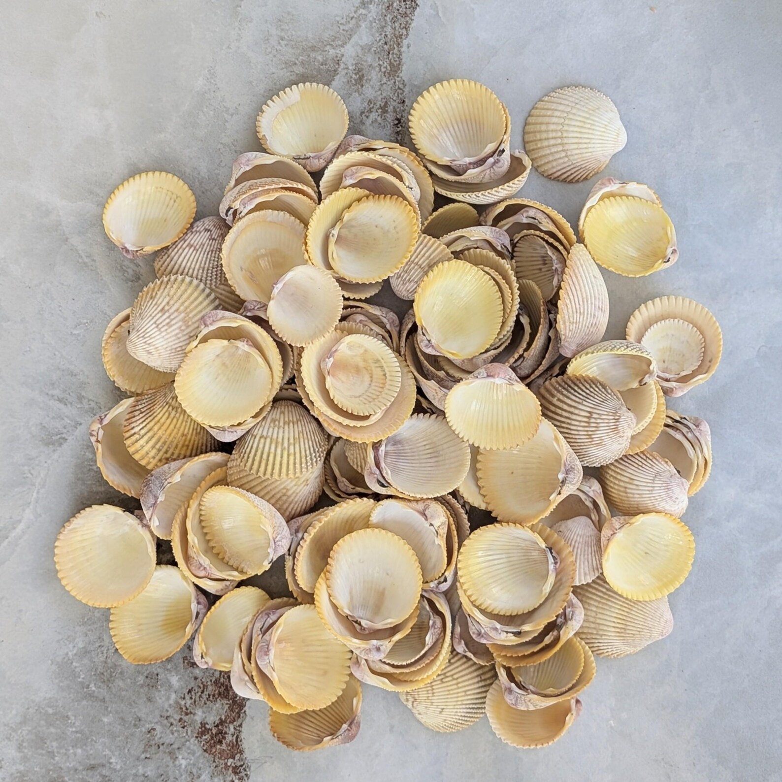 Yellow Prickly Cockle Shells From Florida. 30 Shells. - Etsy