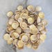 Yellow Prickly Cockle Shells From Florida. 30 Shells. - Etsy