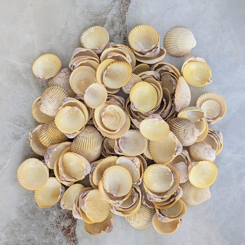 Yellow Prickly Cockle Shells From Florida. 30 Shells. - Etsy