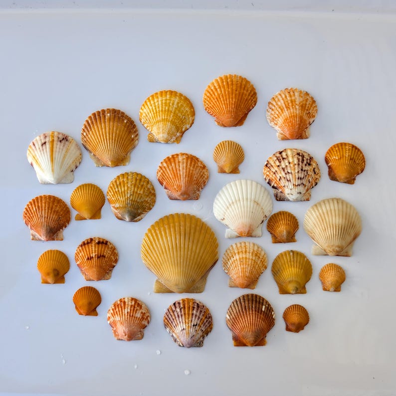 Orange Scallop Shells From the Beaches of Southwest Florida. - Etsy