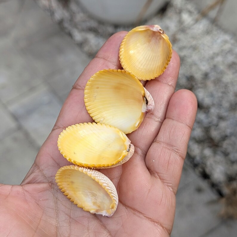 Yellow Prickly Cockle Shells From Florida. 30 Shells. - Etsy