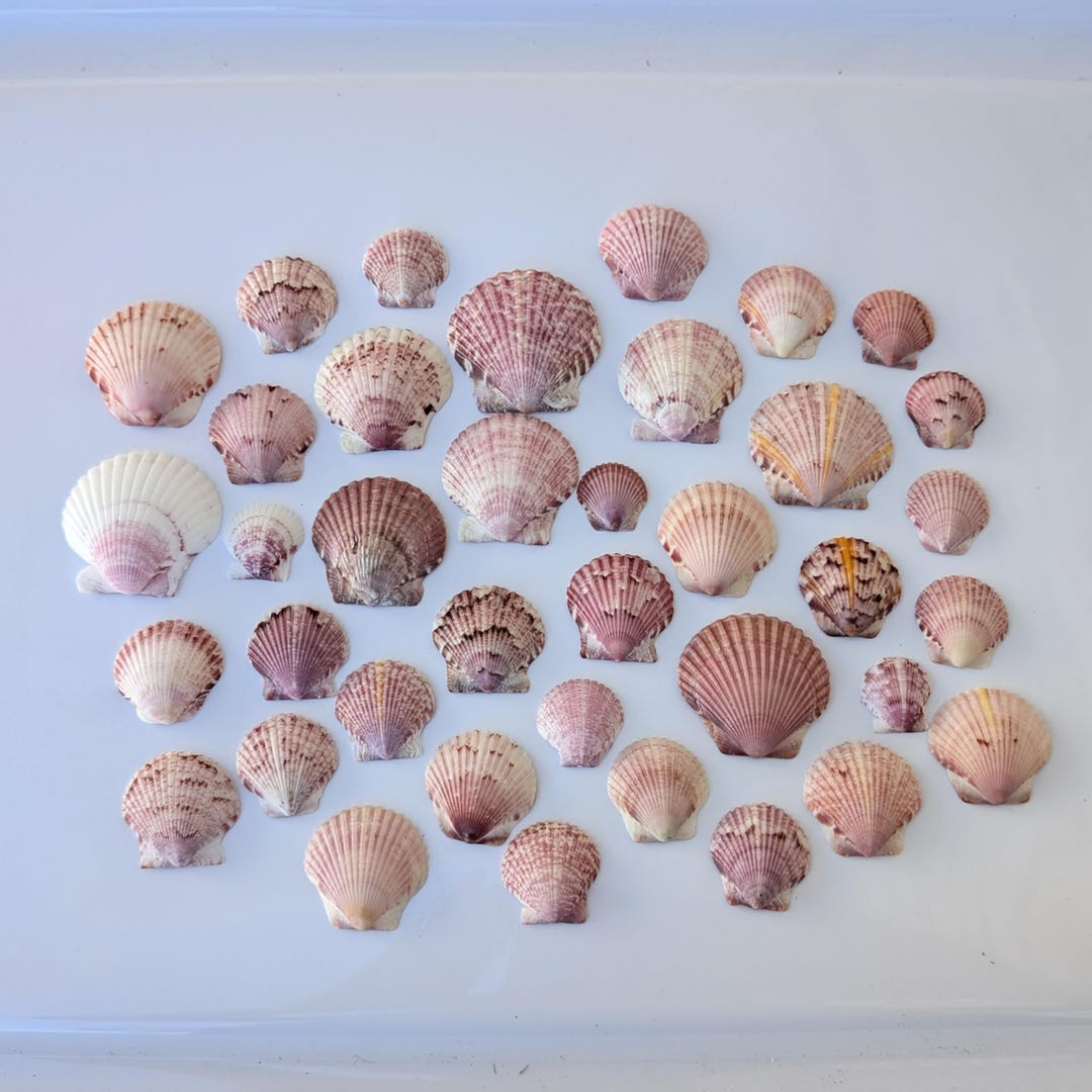 Pink and Purple Scallop Shells From the Beaches of Southwest Florida ...