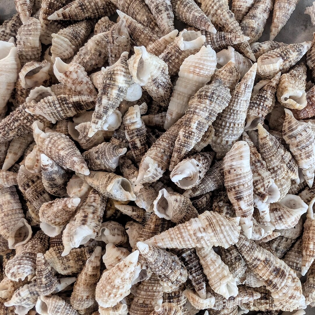 Cerith Shells. Craft Shells. Pointy Shells. Florida Sea Shells. 100 ...