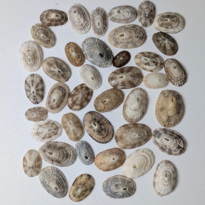Keyhole Limpet Shells From the Beaches of Southwest Florida. - Etsy