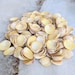 Yellow Prickly Cockle Shells From Florida. 30 Shells. - Etsy