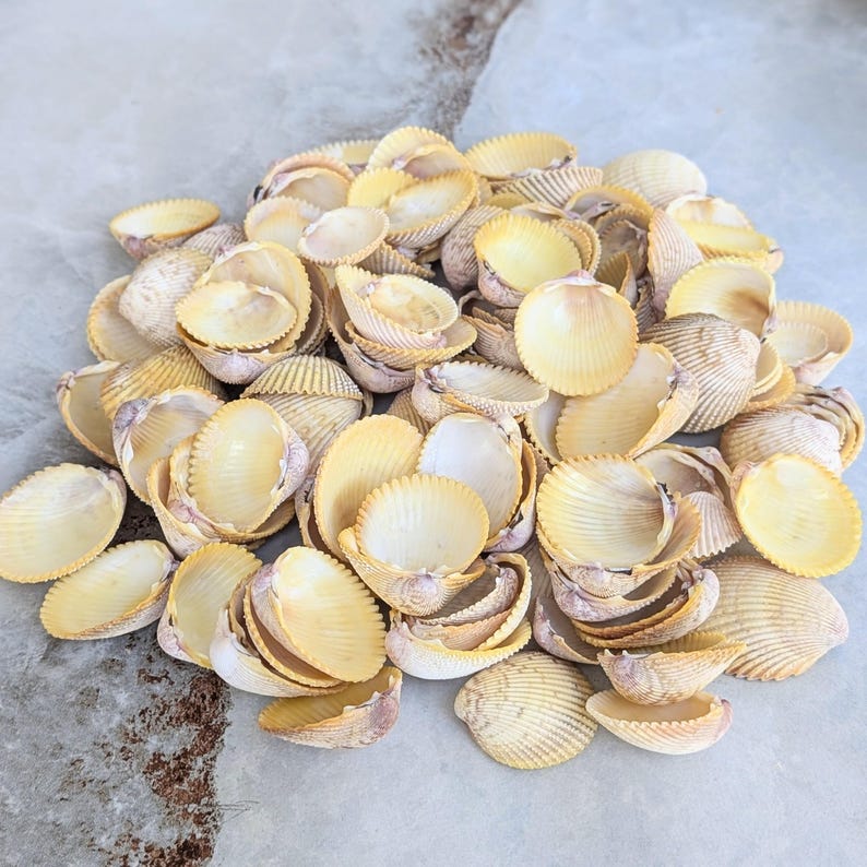 Yellow Prickly Cockle Shells From Florida. 30 Shells. - Etsy