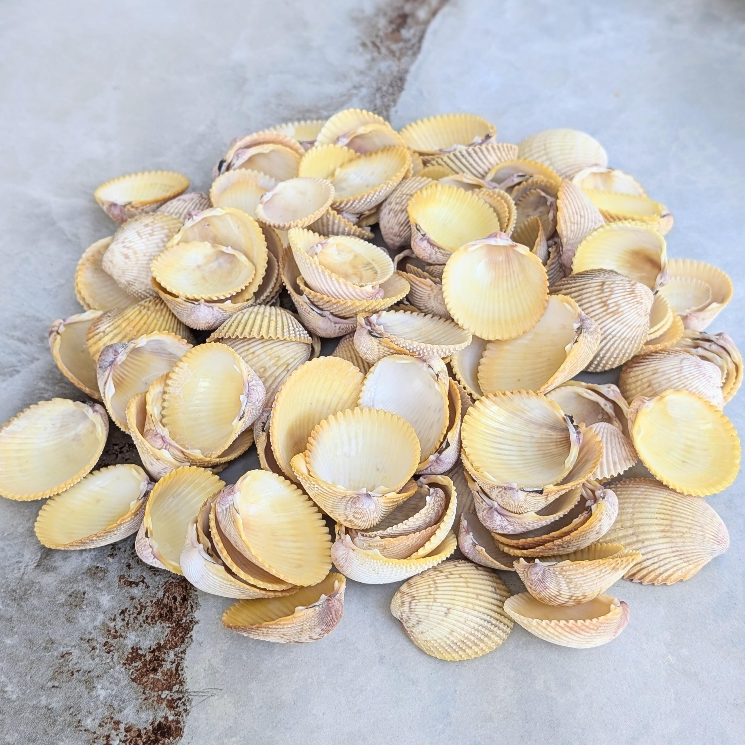 Yellow Prickly Cockle Shells From Florida. 30 Shells. - Etsy