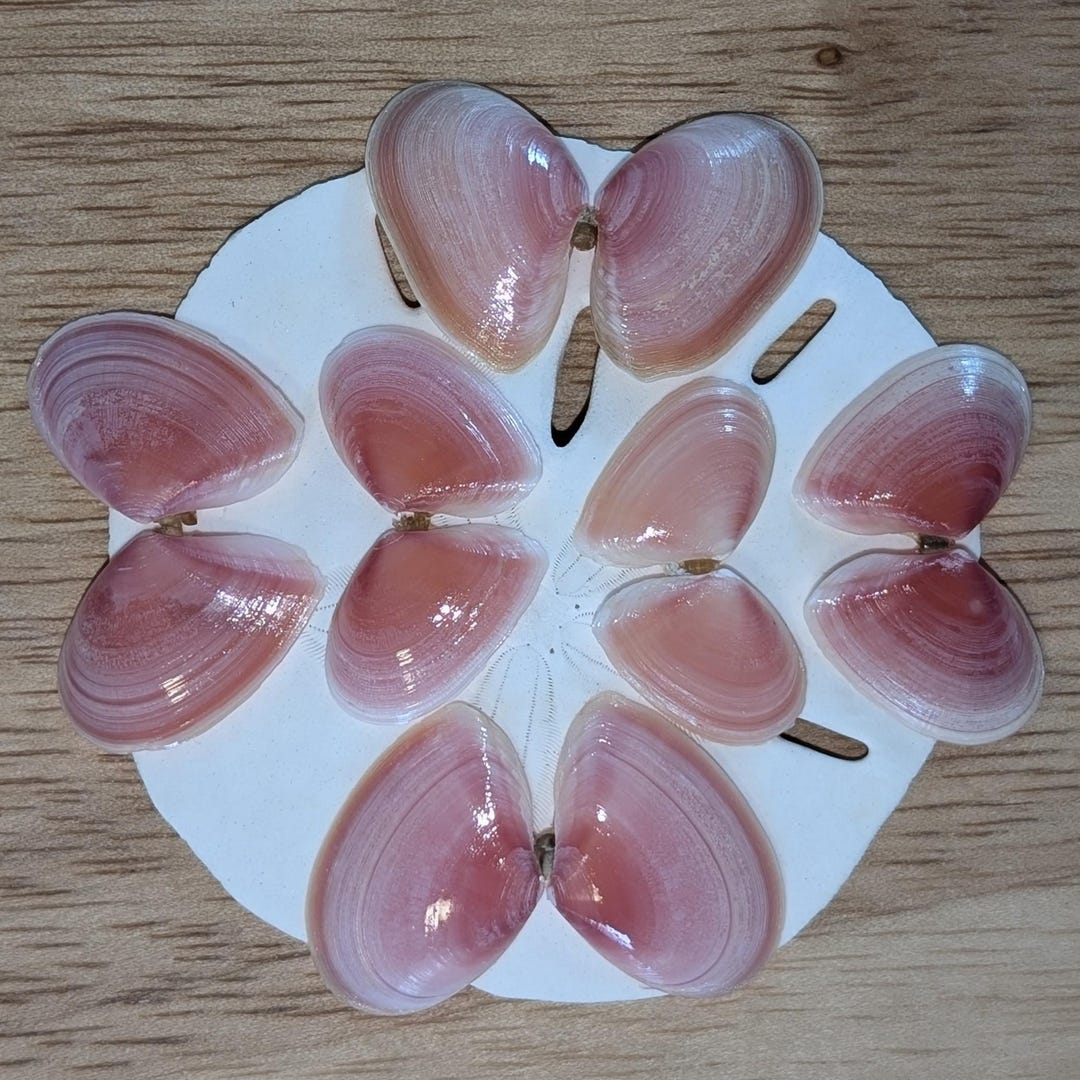 Rose Petal Tellin Shells. 6 Hinged Pairs. - Etsy