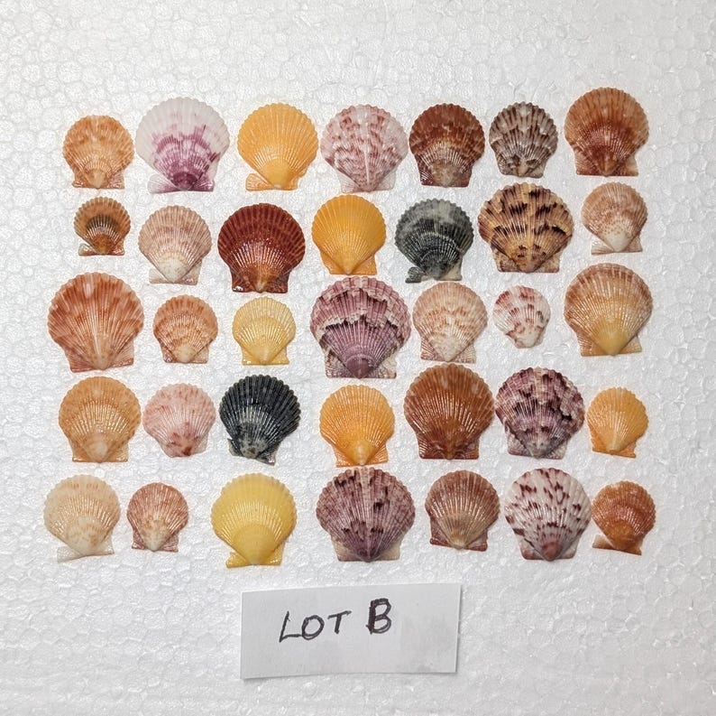 Tiny Scallop Shells From the Beaches of Southwest Florida. - Etsy