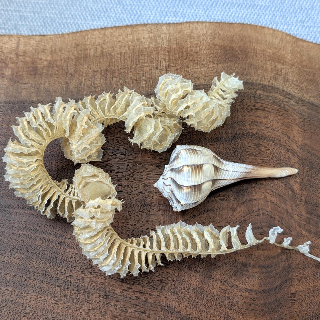 Sea Shell Egg Casing, Lighting Welk, Banded Tulip and Kings Crown Sea ...