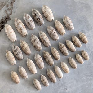 Lettered Olive Shells. 30 Perfect Shells. - Etsy