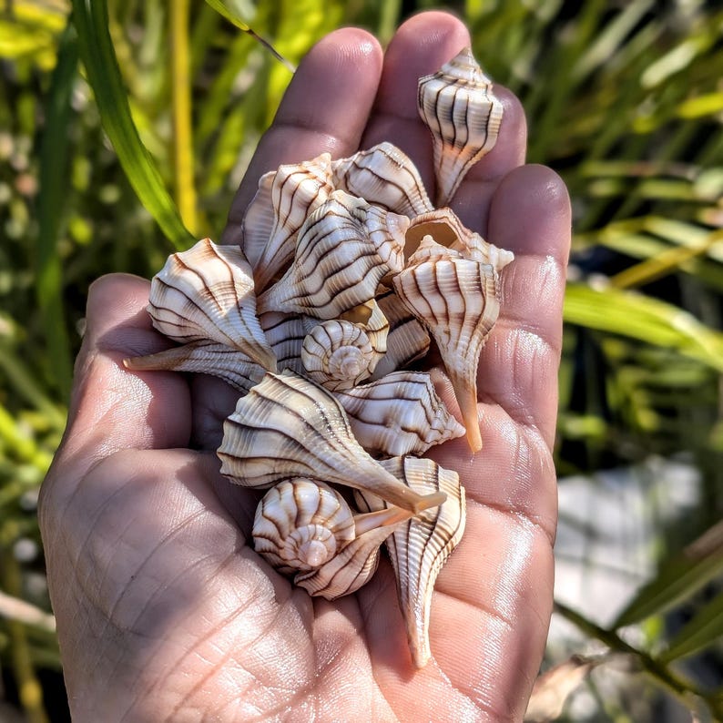 16 Small Florida Welk Shells. 1.5 2. - Etsy