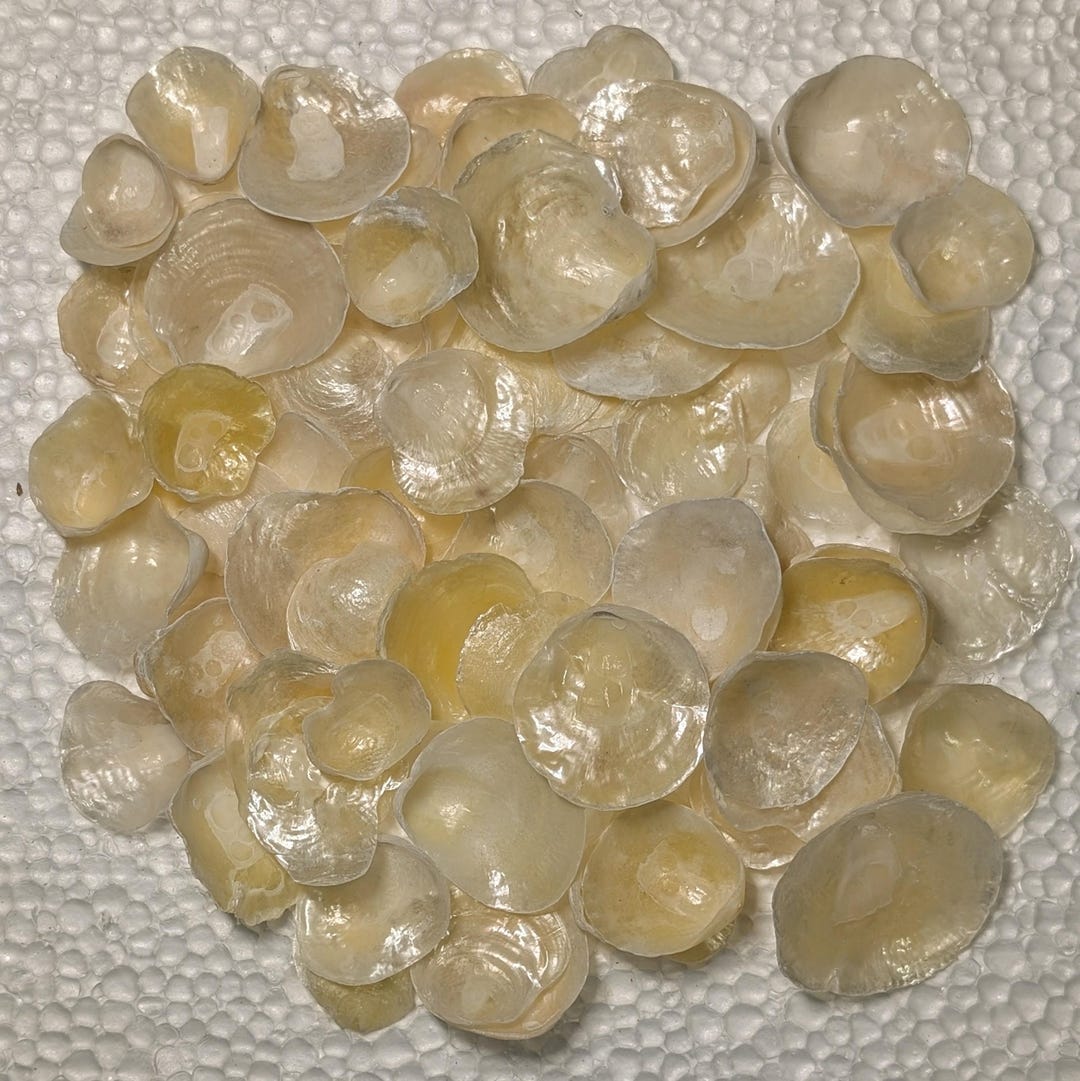 Jingle Shells From Florida. - Etsy
