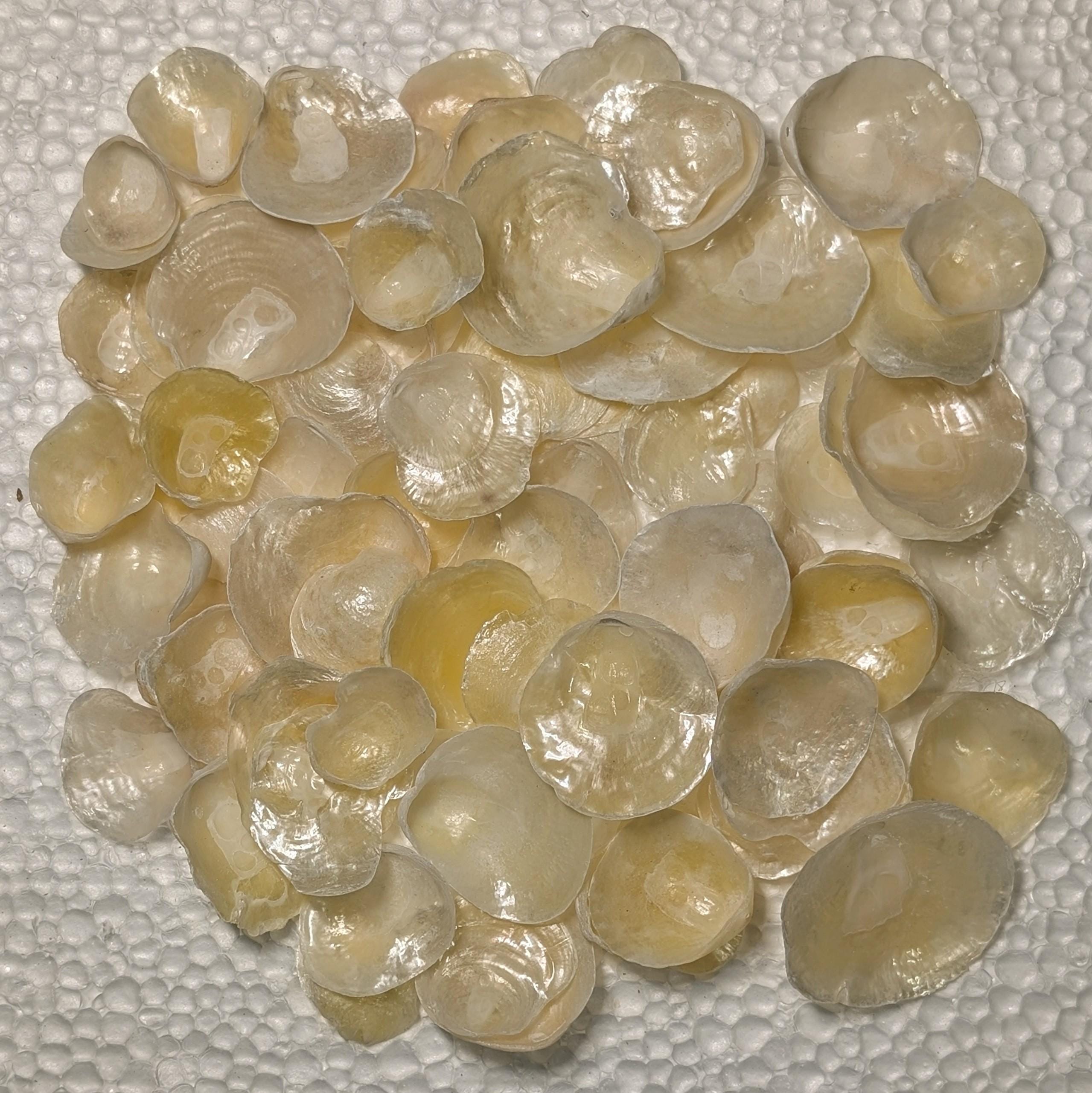 Jingle Shells From Florida. Large, Sorted Into Colors. - Etsy