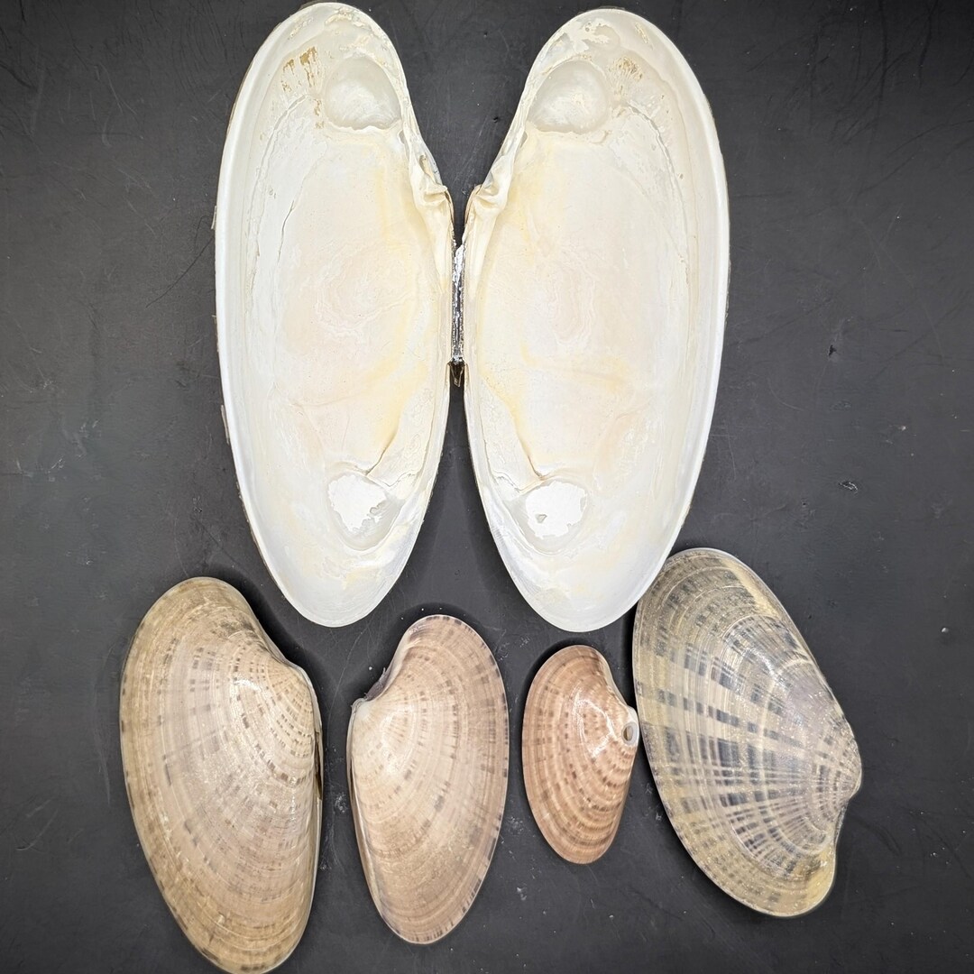 Sunray Venus Seashells. Florida Seashells. 5 Hinged Pairs. - Etsy