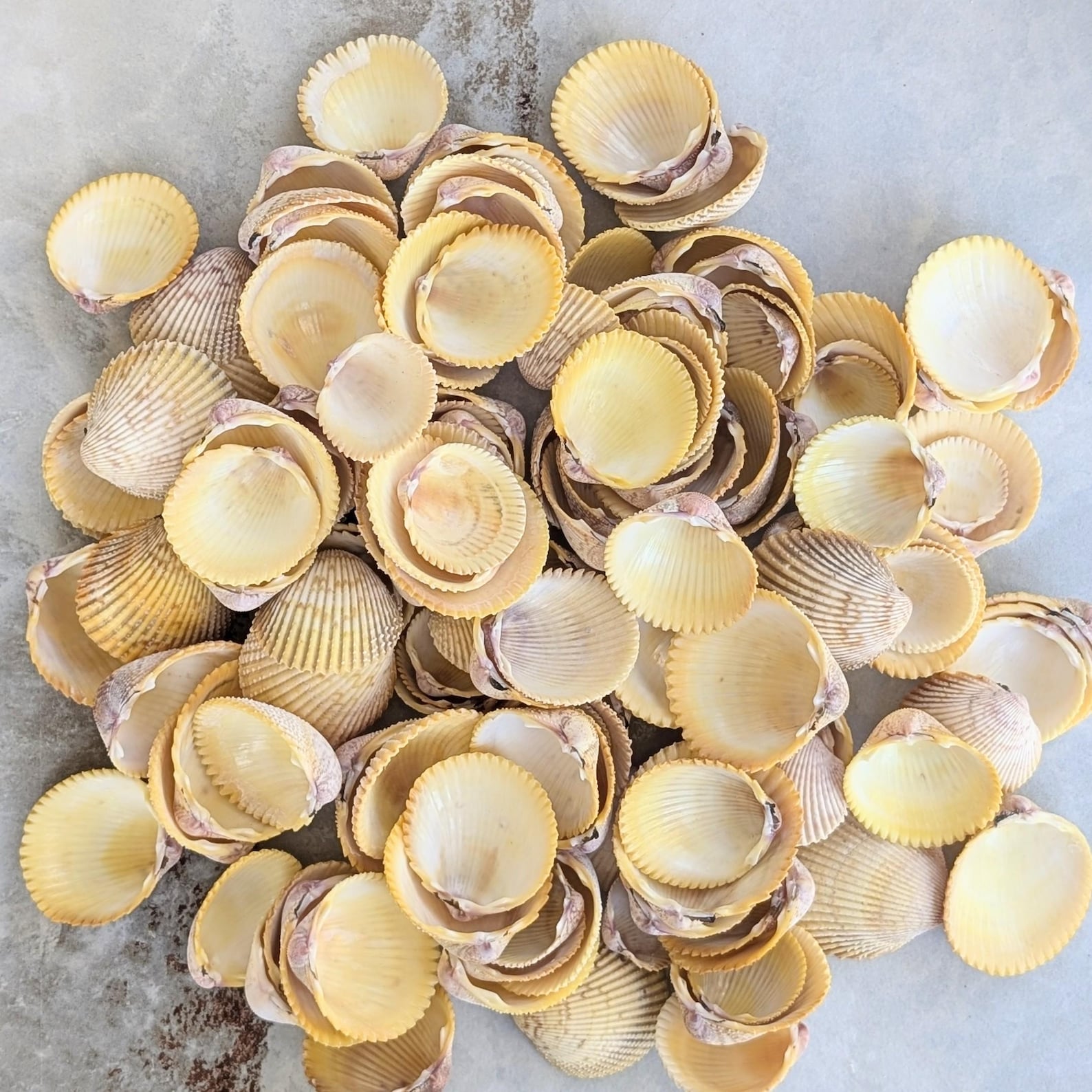Yellow Prickly Cockle Shells From Florida. 30 Shells. - Etsy