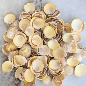 Yellow Prickly Cockle Shells From Florida. 30 Shells. - Etsy