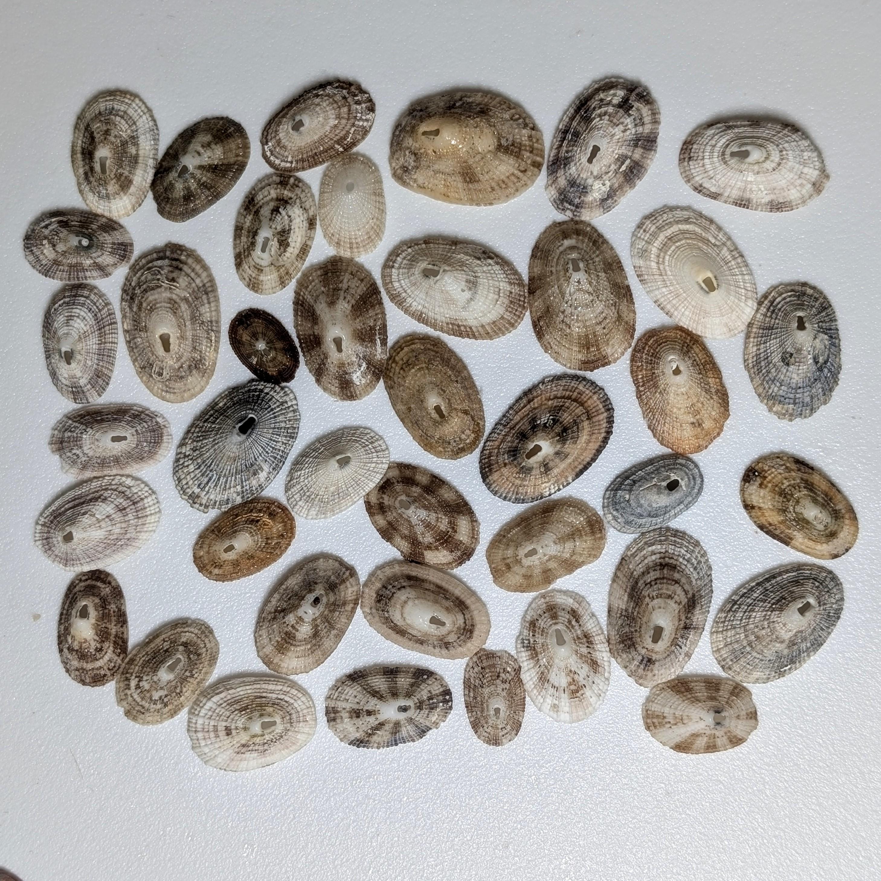 Keyhole Limpet Shells From the Beaches of Southwest Florida. - Etsy