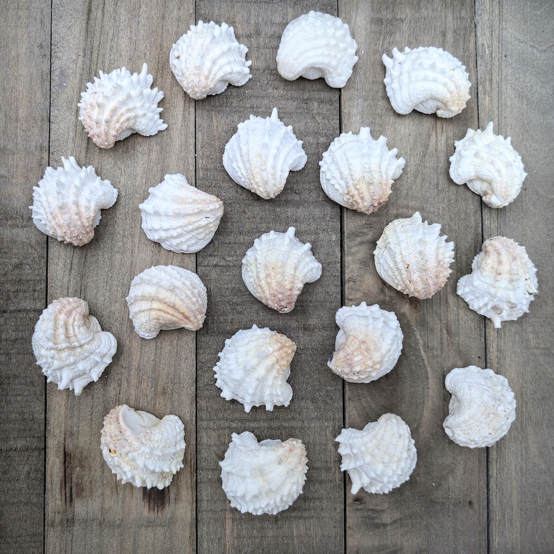 Spiny Jewel Box Shells - Etsy