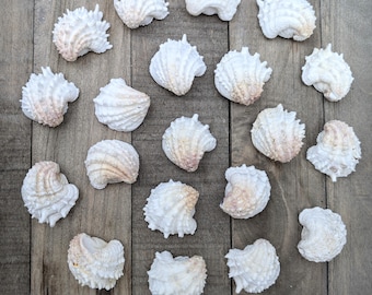 Florida Spiny Jewel Box Shells. 25 Shells Assorted. Beautiful Spiny ...