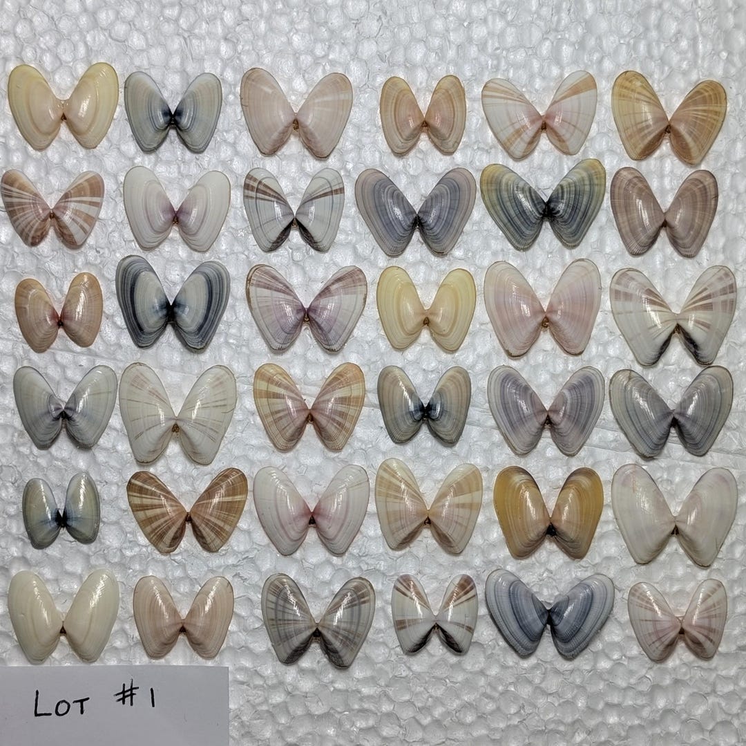 Hinged Coquina Shells. - Etsy