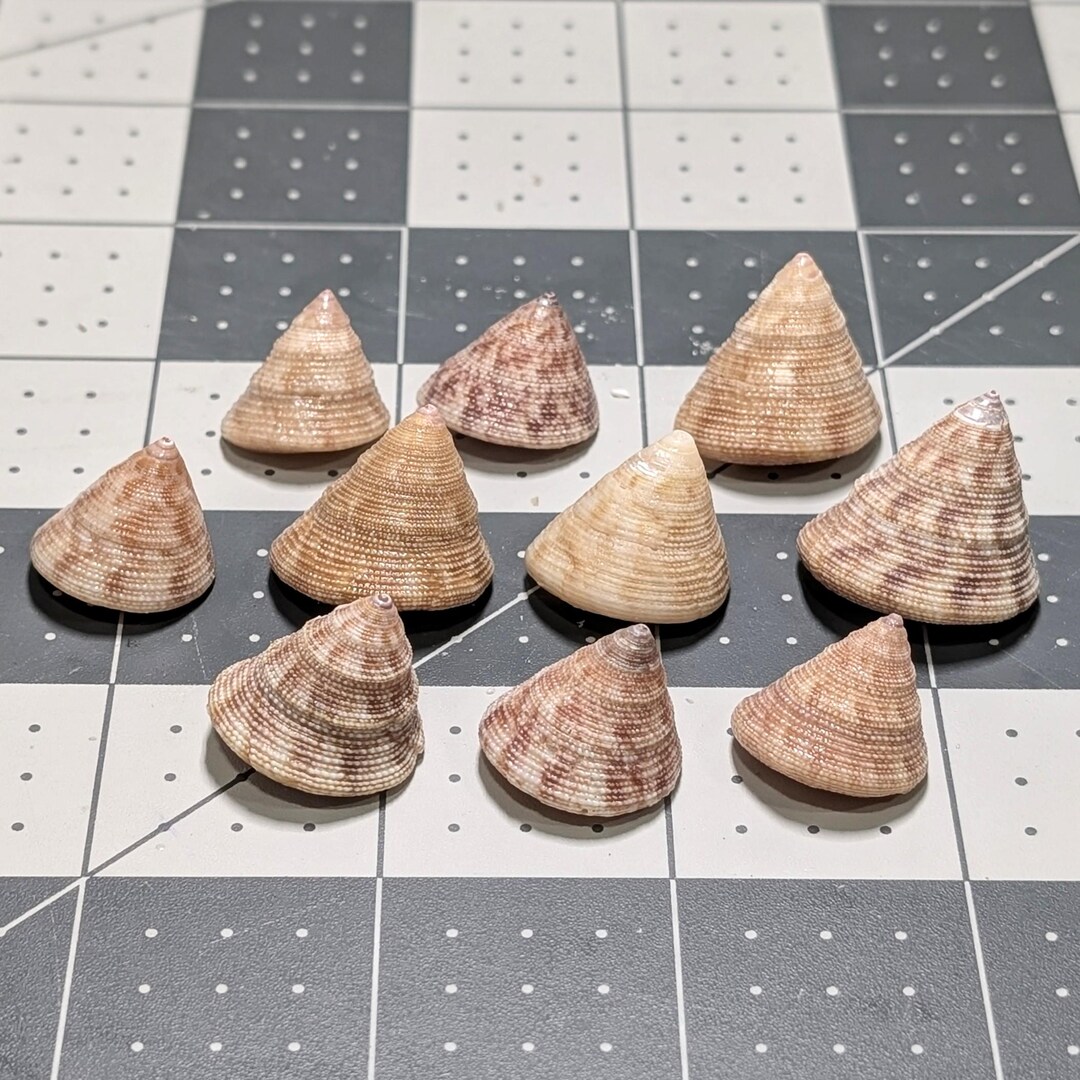 Top Snail Shells - Etsy
