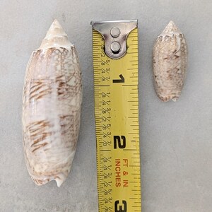 Lettered Olive Shells. 30 Perfect Shells. - Etsy