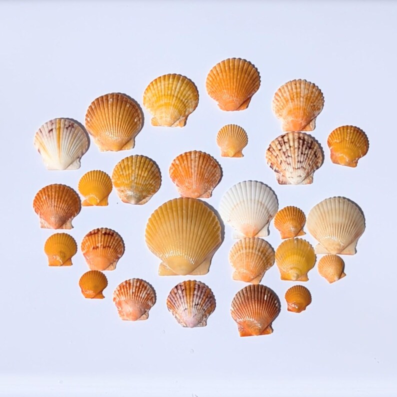 Orange Scallop Shells From the Beaches of Southwest Florida. - Etsy