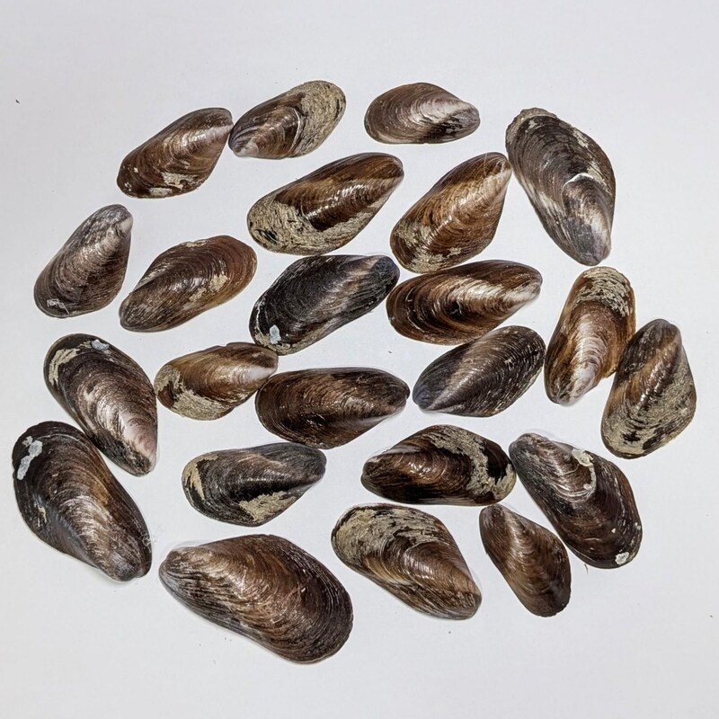 Mussel Shells - Etsy