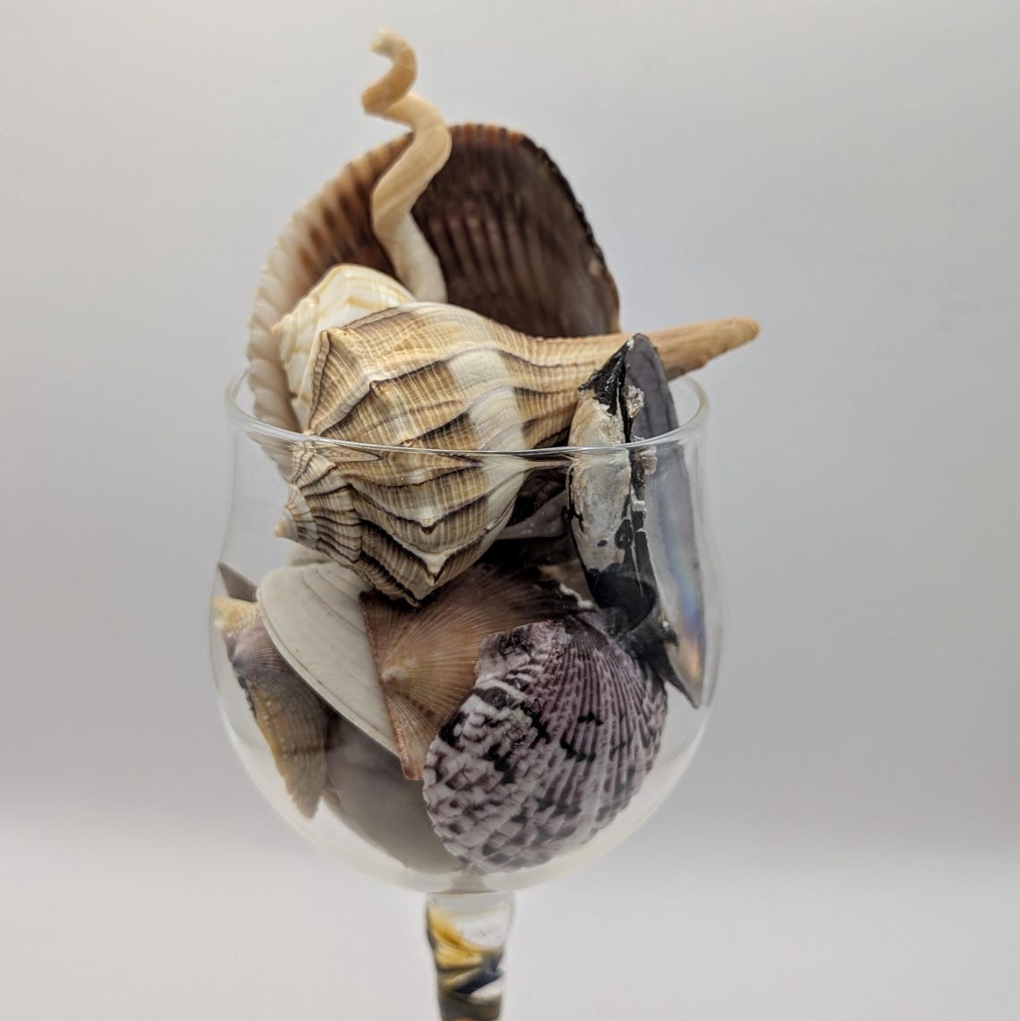 Florida Seashells Variety Pack - Etsy