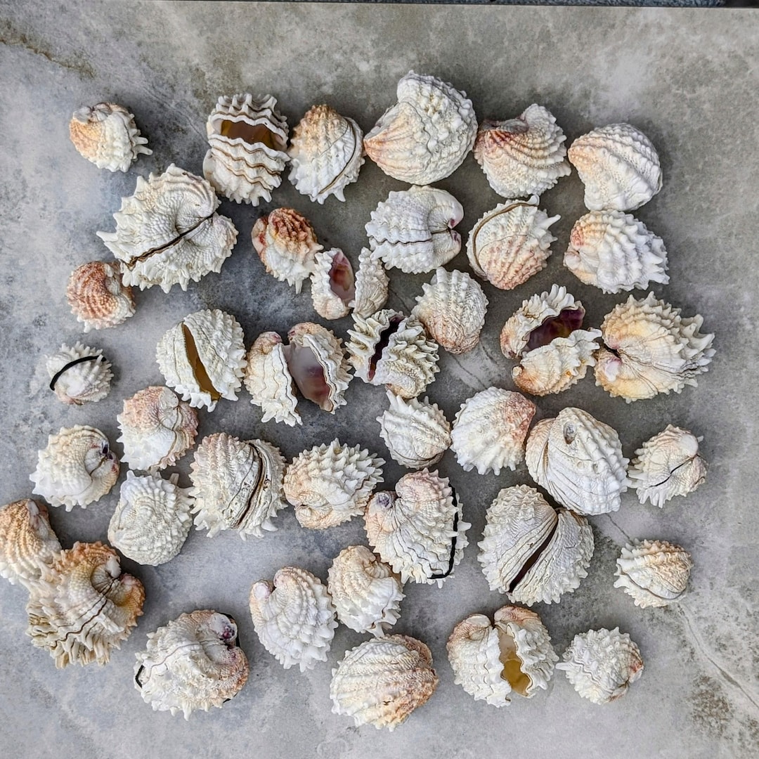 Spiny Jewel Box Shell Pairs. - Etsy