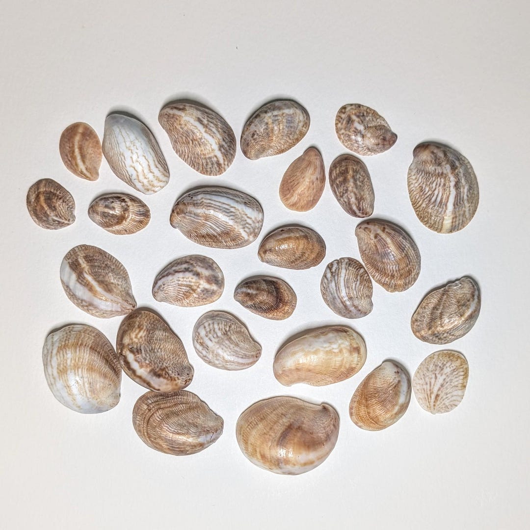 Slipper Snail Shells. 25 Beautiful Shells. - Etsy