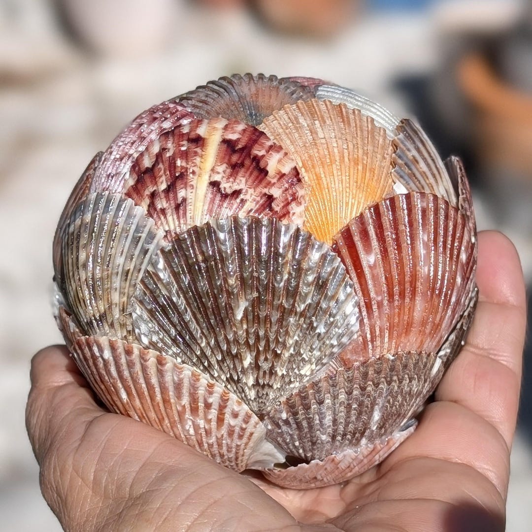 Colorful Scallop Shell Ball. - Etsy
