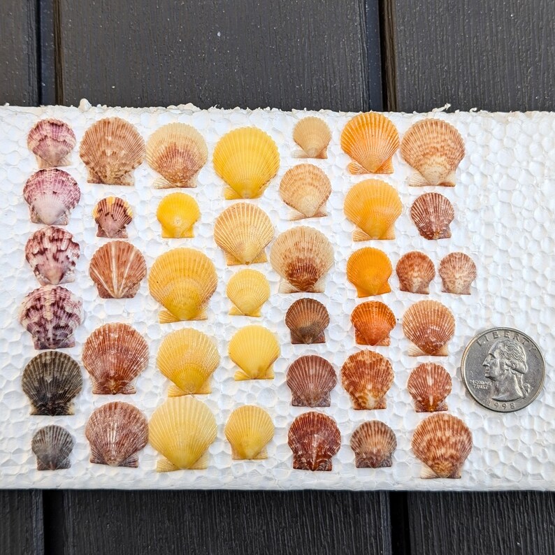 Tiny Scallop Shells From the Beaches of Southwest Florida. - Etsy