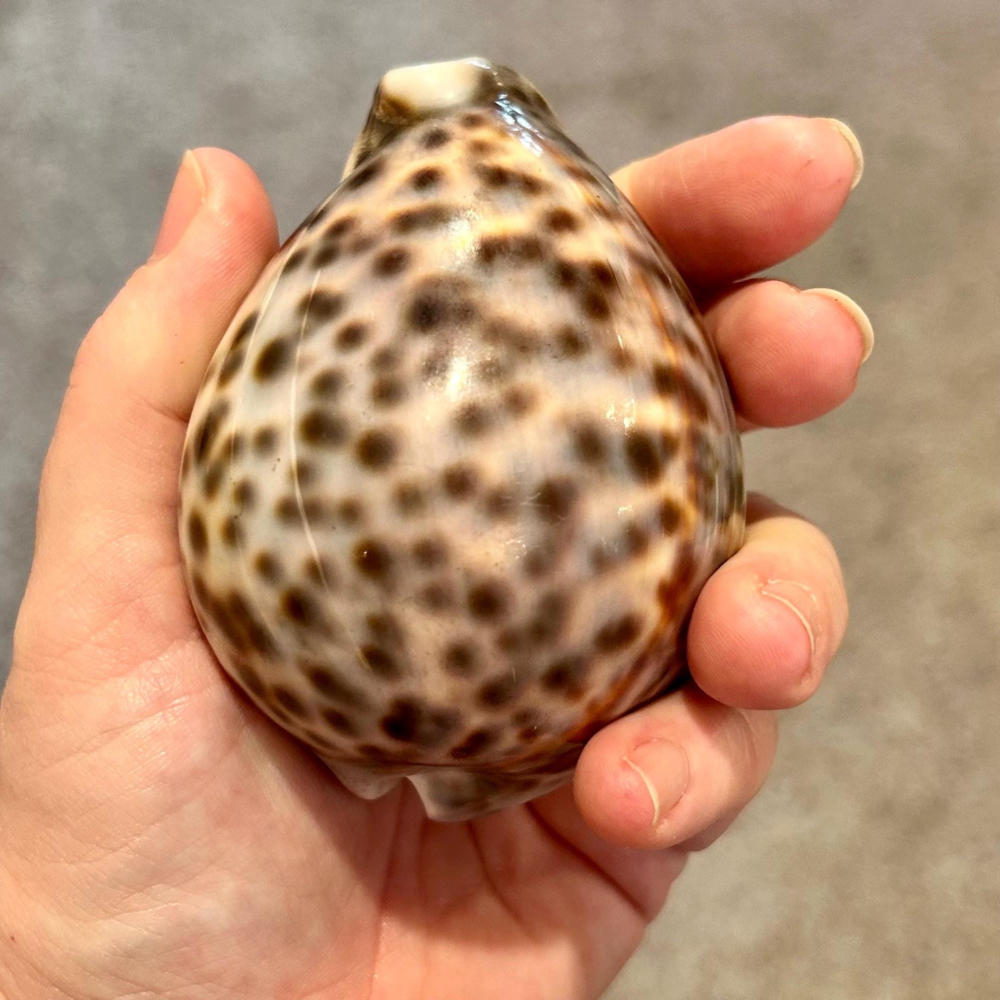Seashells Tiger Cowrie Shells Ocean Beach Tropical Wedding Decor ...