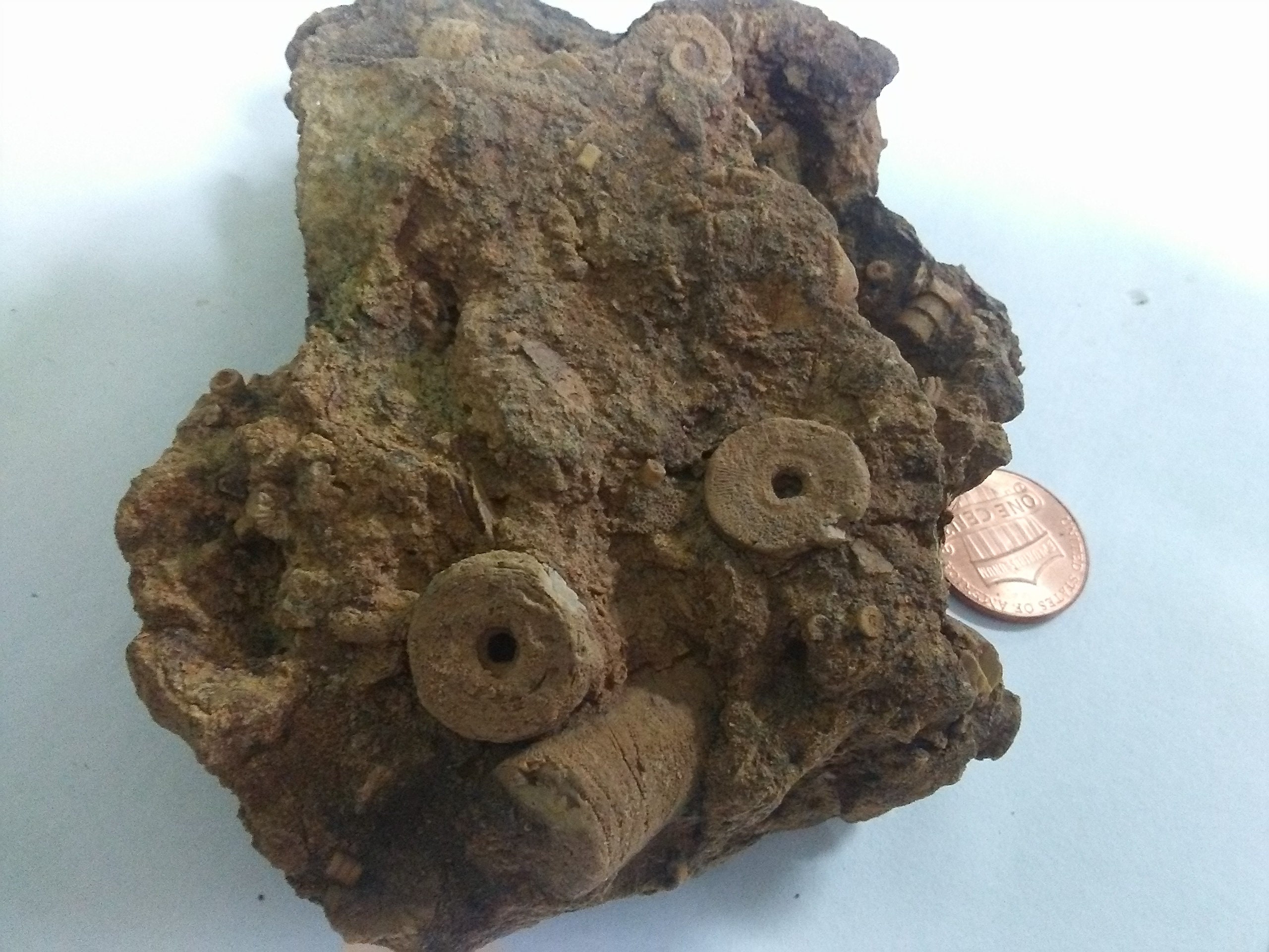 Crinoid Stem Fossil Rock - Etsy