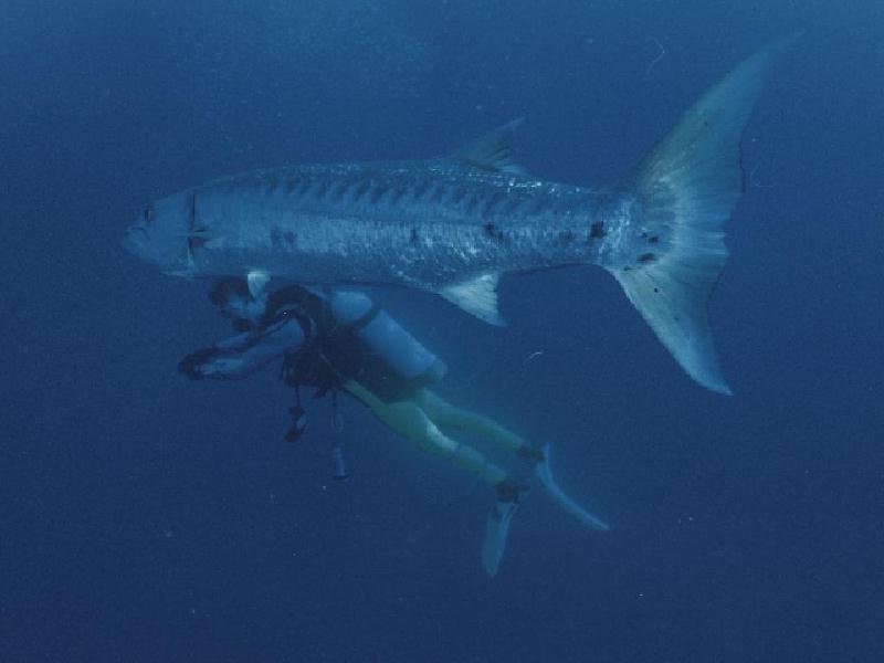 Giant Barracuda Attack