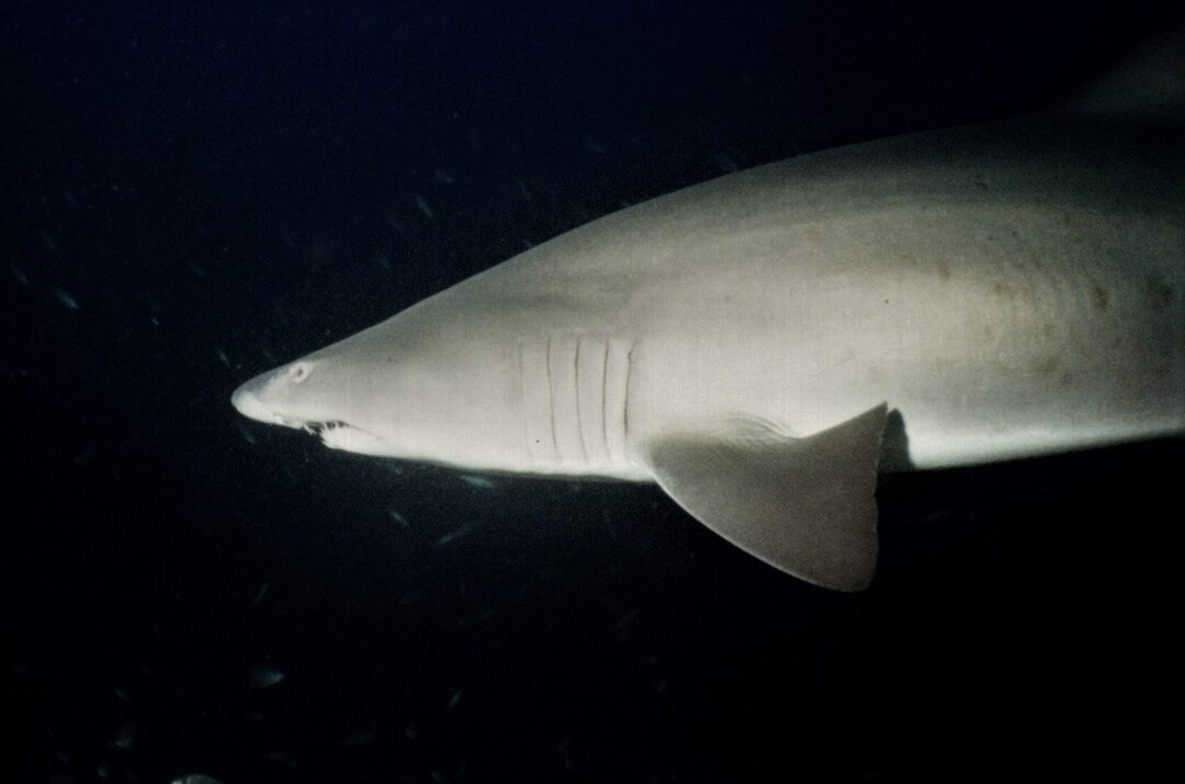 102 Chubby Shark, Part of This Vintage Shark Collection. - Etsy